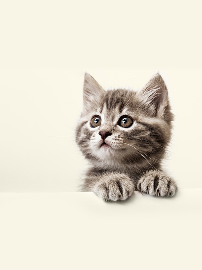 Vilken kattras passar mig? | Tips & råd | ZOO.se