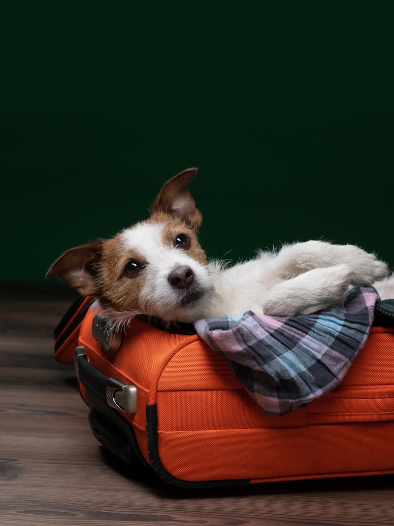 Rolig hund på fly - tips for deg som skal fly med hund