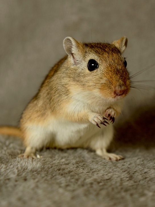 Skötselråd och inköpslista för gerbil | Tips & råd | ZOO.se