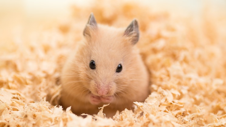 Hoito-ohjeet & ostoslista kultahamsteri