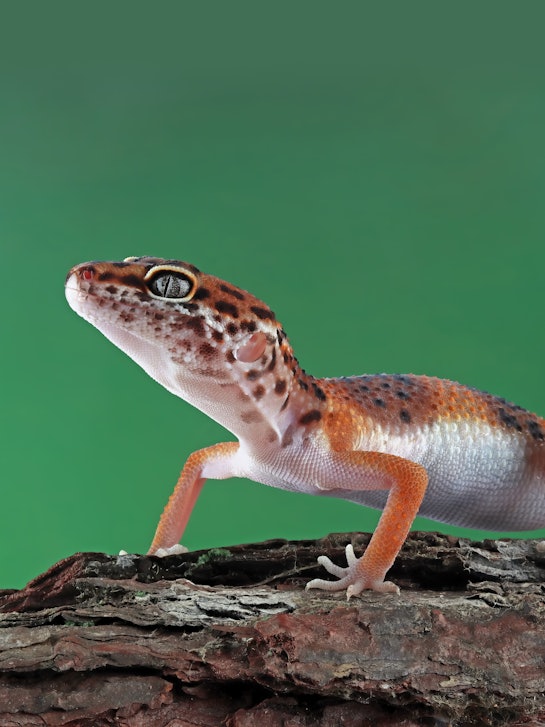 Hoito-ohjeet & ostoslista leopardi gekko
