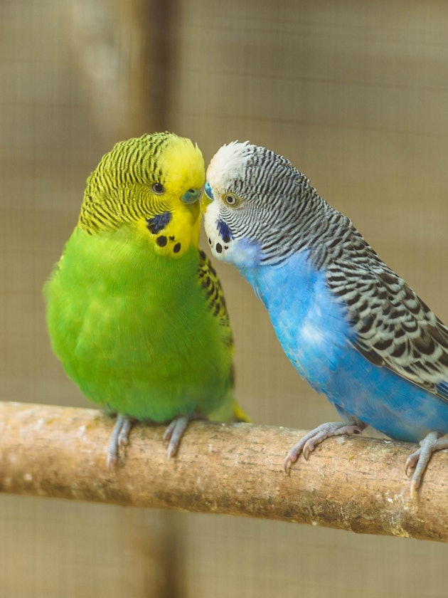 Undulat som husdjur – detta ska du tänka på | ZOO.se