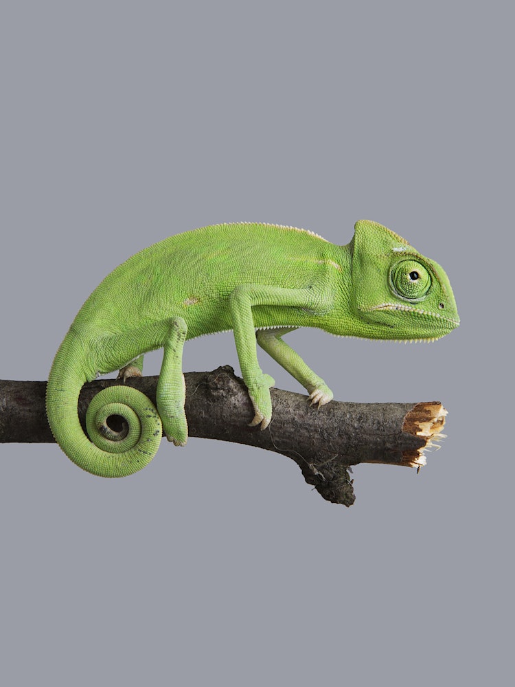 Skötselråd & inköpslista för kameleont | Tips & råd | ZOO.se