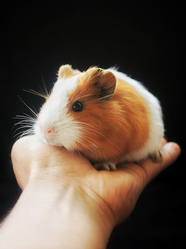 Skötselråd & inköpslista för nya marsvinsägare | ZOO.se