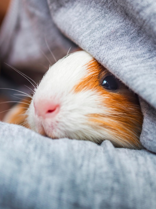 Skötselråd & inköpslista för nya marsvinsägare | ZOO.se