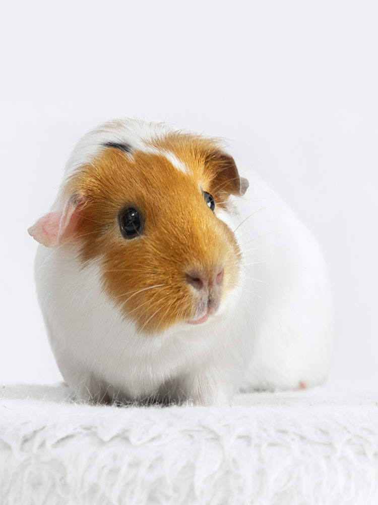 Skötselråd & inköpslista för nya marsvinsägare | ZOO.se