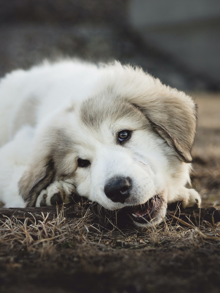 När du får hem din hundvalp | Tips & råd | ZOO.se