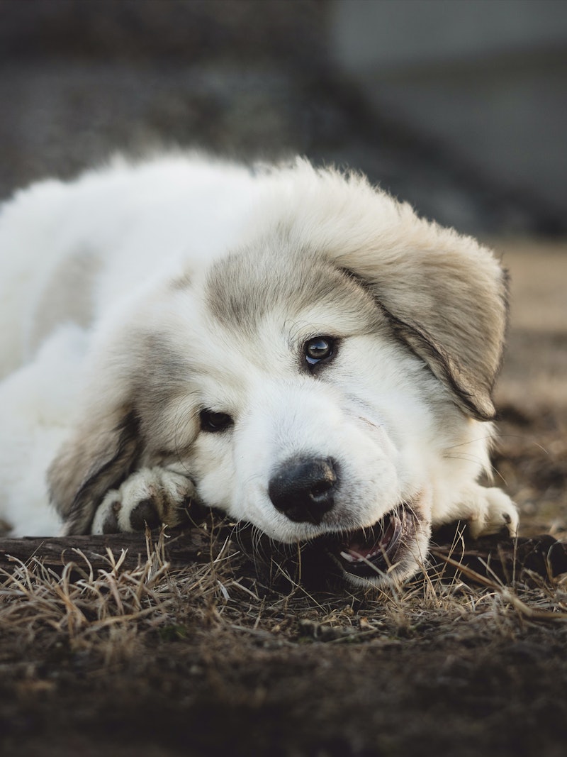 När du får hem din hundvalp | Tips & råd | ZOO.se
