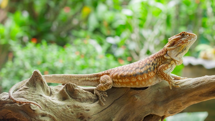 Hoito-ohjeet & ostoslista parta-agama