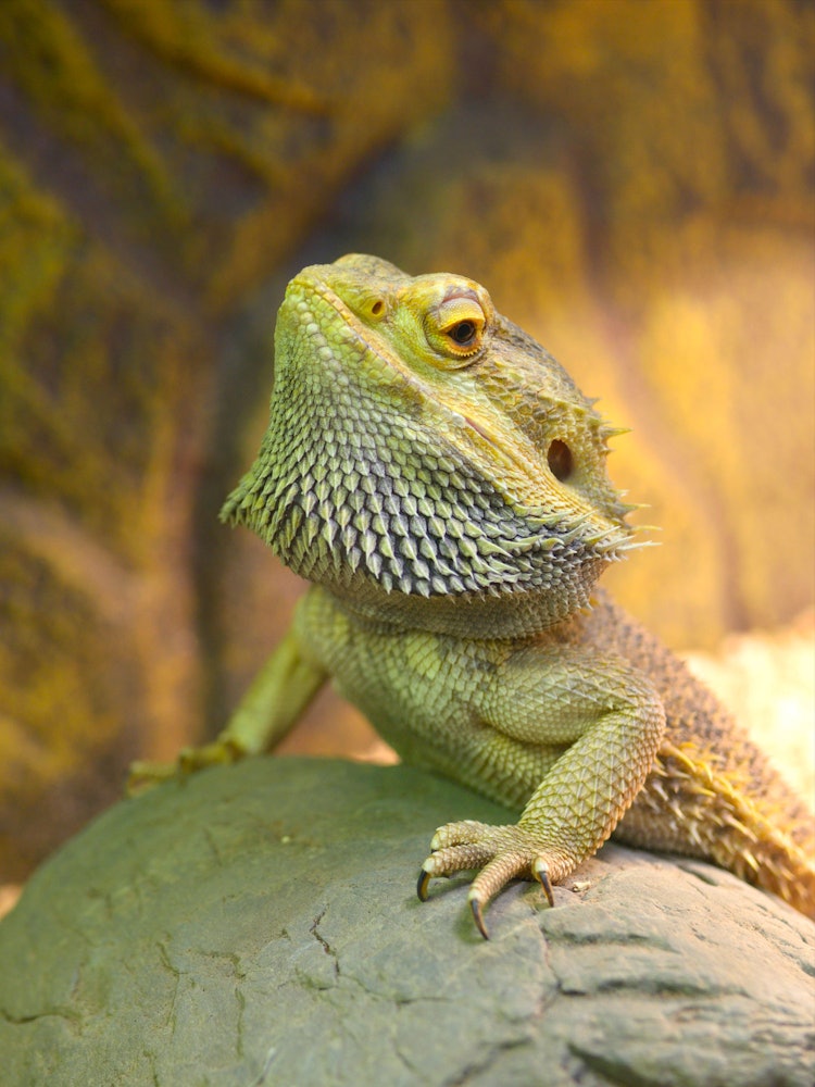 Hoito-ohjeet & ostoslista parta-agama