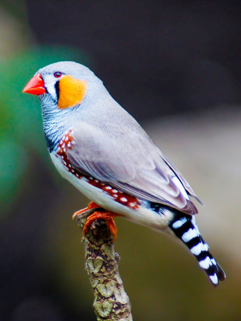 Skötselråd & Inköpslista för zebrafink | Tips & råd | ZOO.se