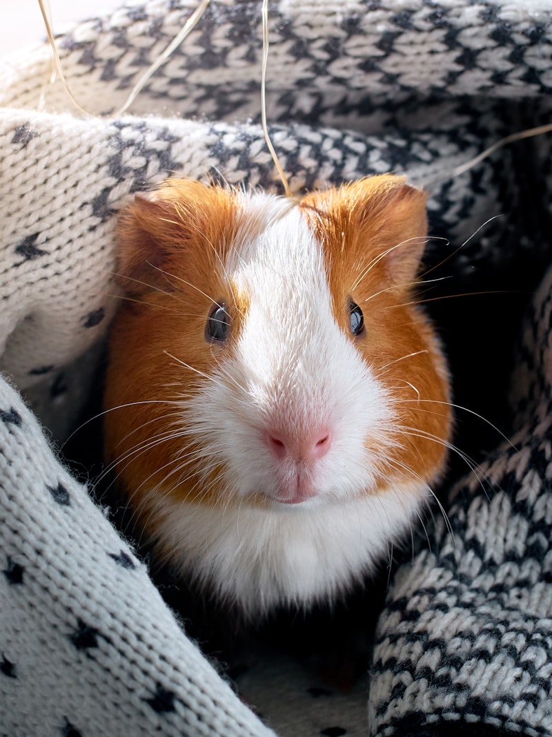 Marsvin som husdjur - detta ska du tänka på | ZOO.se