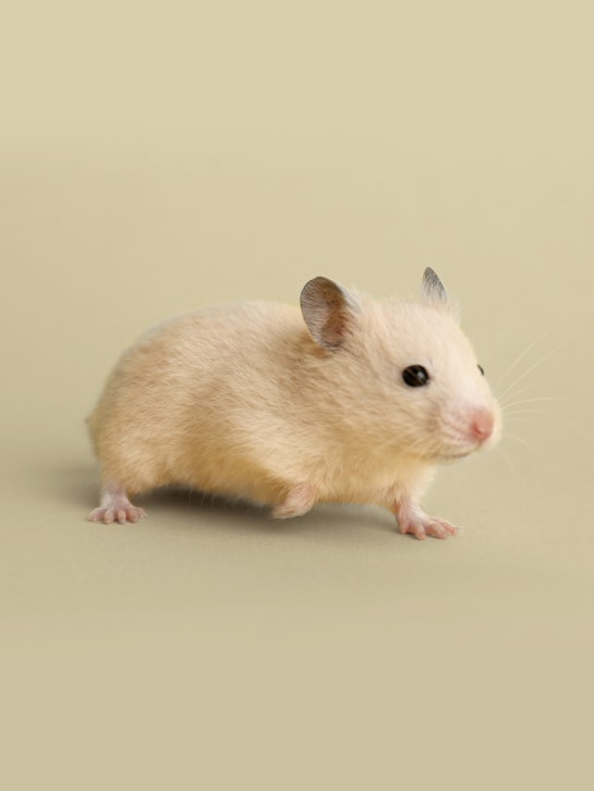 Så får du din guldhamster att trivas | Tips & råd | ZOO.se