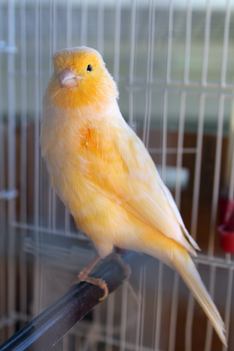 Så får du din kanariefågel att trivas | Tips & råd | ZOO.se