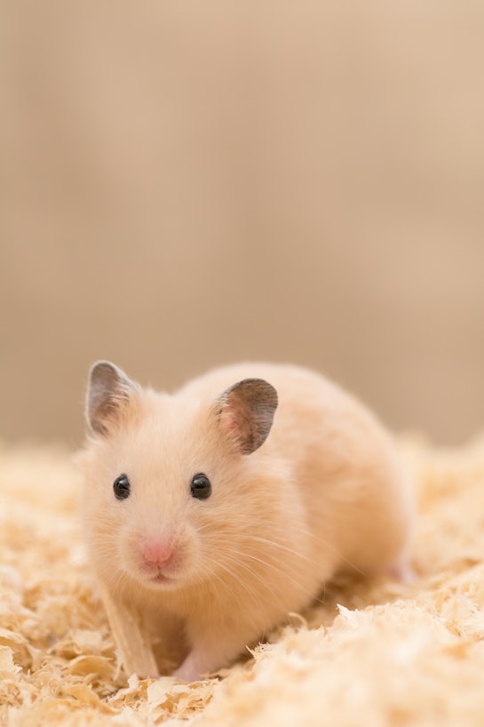 Skötsel & inköpslista för guldhamster | Tips & råd | ZOO.se