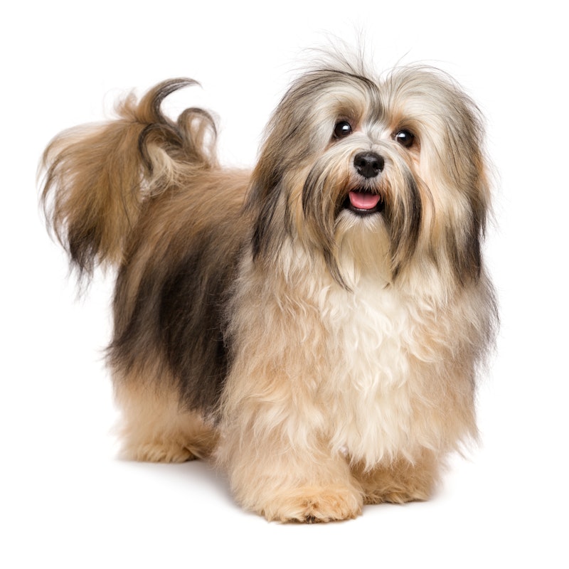 Shih tzu - Lär dig allt om shih tzus - ZOO.se