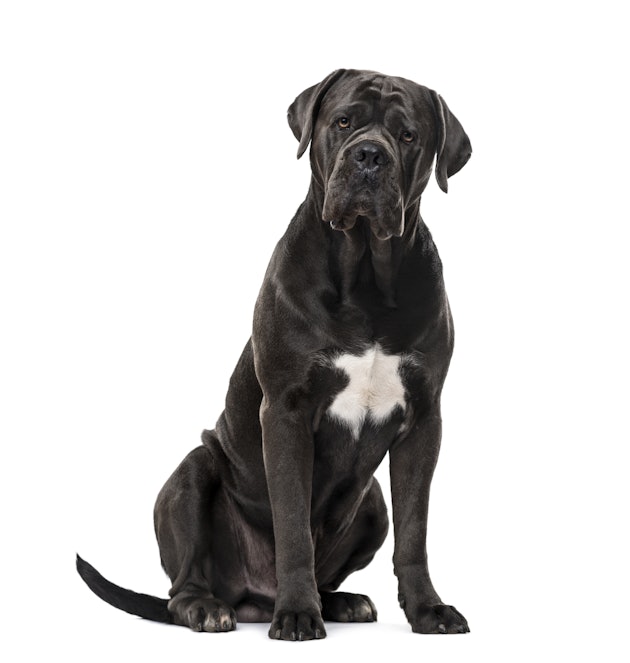 Cane Corso - Lær deg alt om cane corso - ZOO.no
