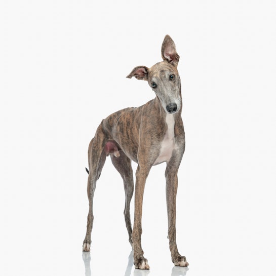 Greyhound - Lär dig allt om greyhounds - ZOO.se