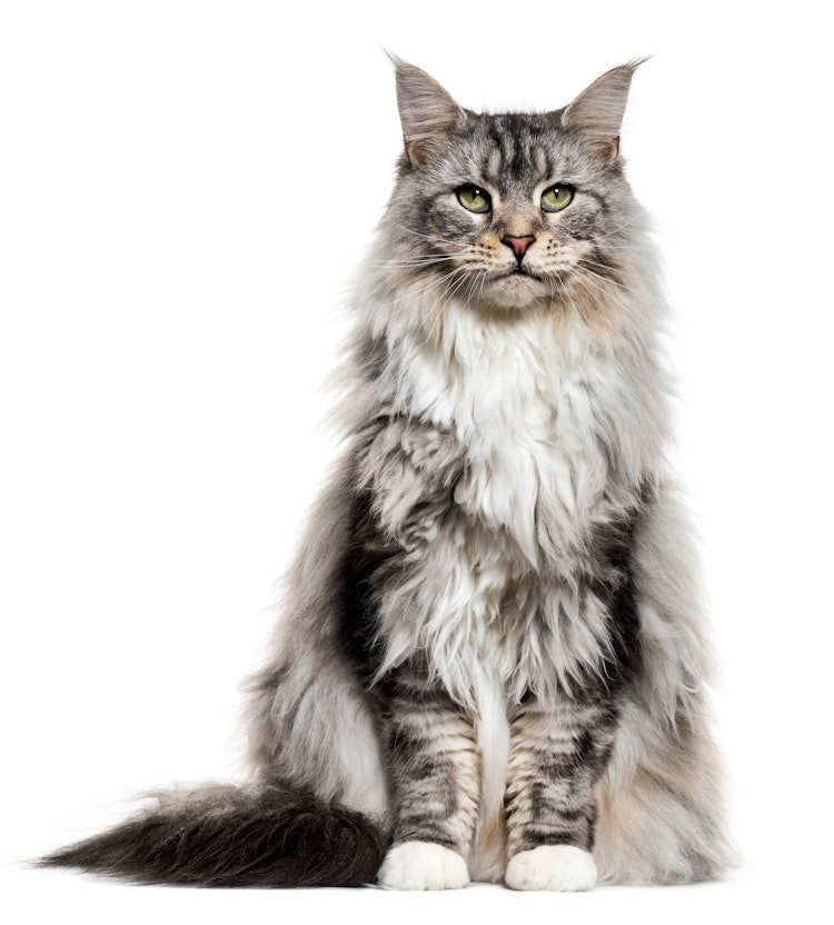 Maine coon - Lär dig allt om kattrasen maine coon - ZOO.se