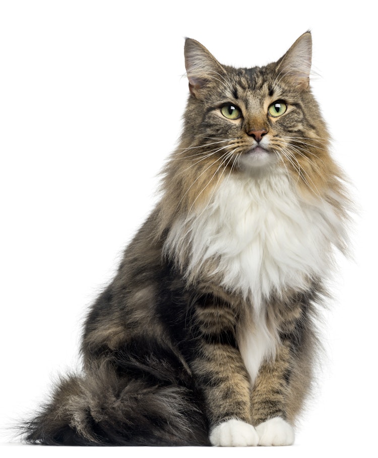 Norsk skogkatt - Lär dig allt om norsk skogkatt - ZOO.se