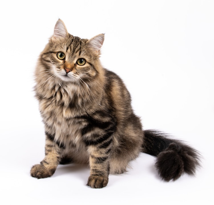 Sibirisk katt - Lär dig allt om den sibiriska katten - ZOO.se