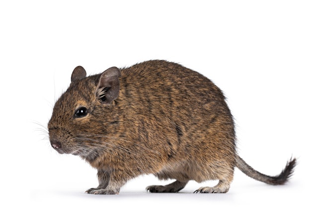 Degu Octodon Degus – Charmiga gnagare - ZOO.se