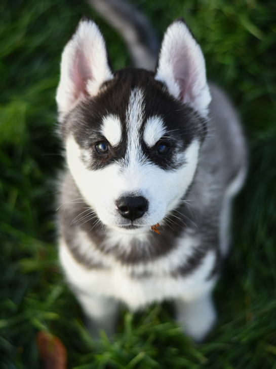 När du får hem din hundvalp | Tips & råd | ZOO.se