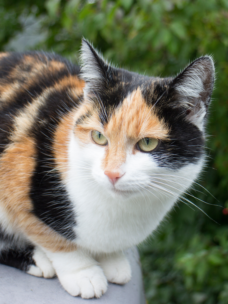 Hjärt- och lungräddning på katt | Tips & råd | ZOO.se