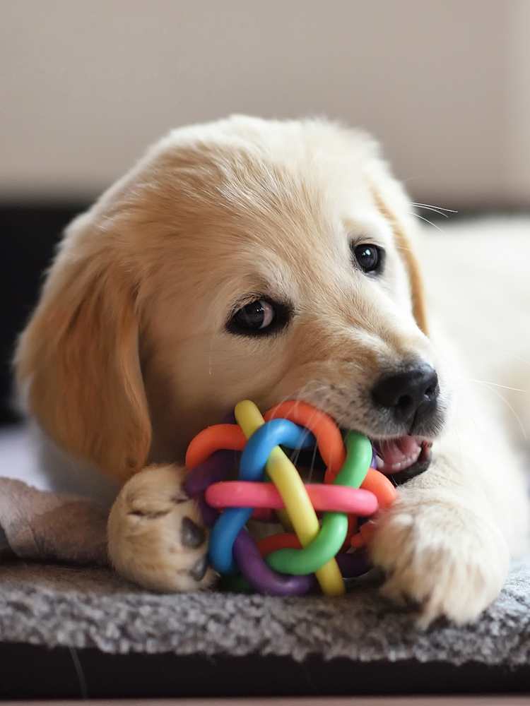 Valp - vecka för vecka | Tips & råd | ZOO.se