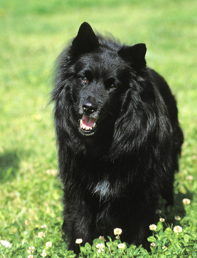 Svensk Lapphund – Fakta, Historia och Skötselråd för Svensk Lapphund