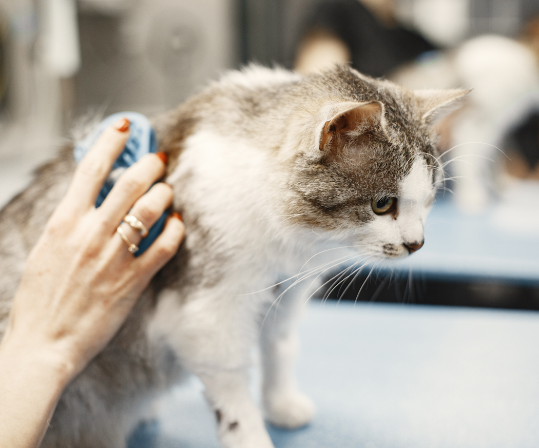 Pälsvård för katt – tips, verktyg & råd för alla kattraser | ZOO.se