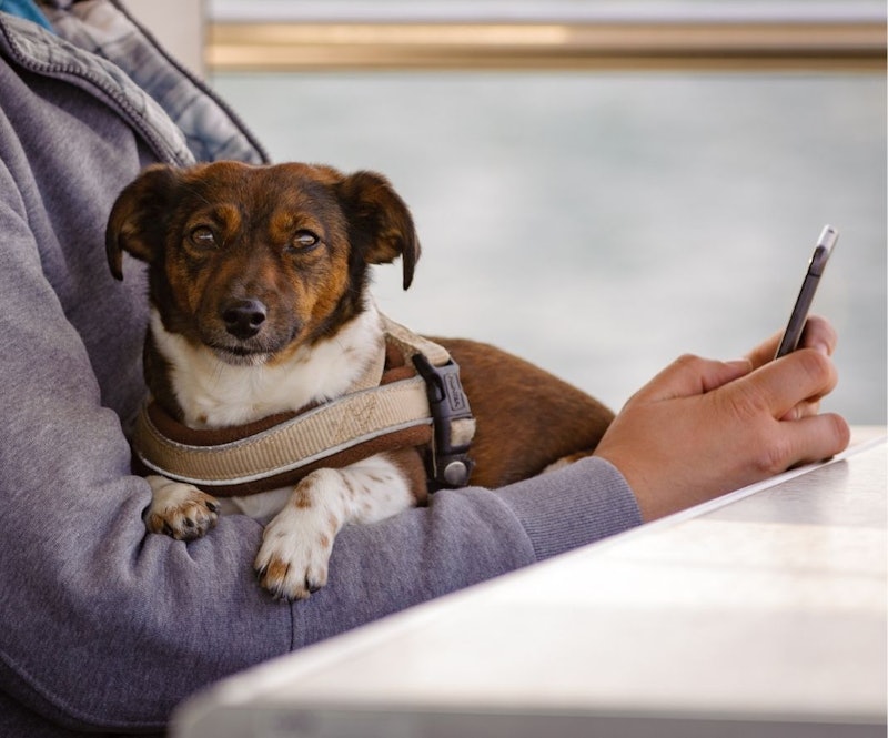 Min hund hostar – Orsaker, behandling och tips | ZOO.se